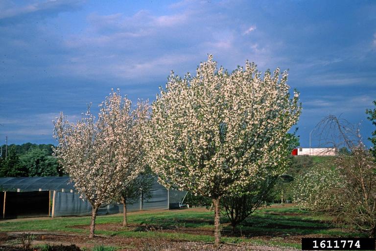'snow goose' cherry (Prunus cv. 'snowgoose' (Jacobson, 1996))