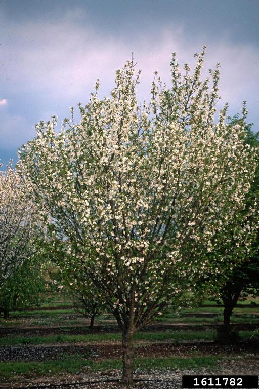 'snow goose' cherry (Prunus cv. 'snowgoose' (Jacobson, 1996))
