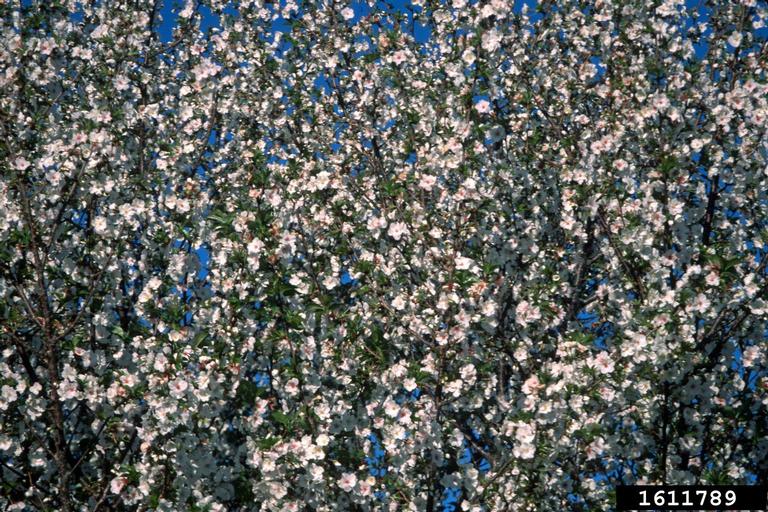 'snow goose' cherry (Prunus cv. 'snowgoose' (Jacobson, 1996))