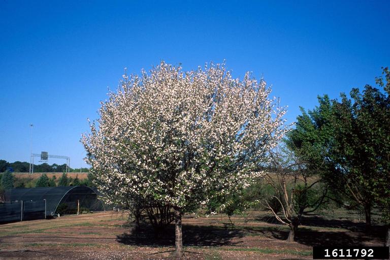 'snow goose' cherry (Prunus cv. 'snowgoose' (Jacobson, 1996))
