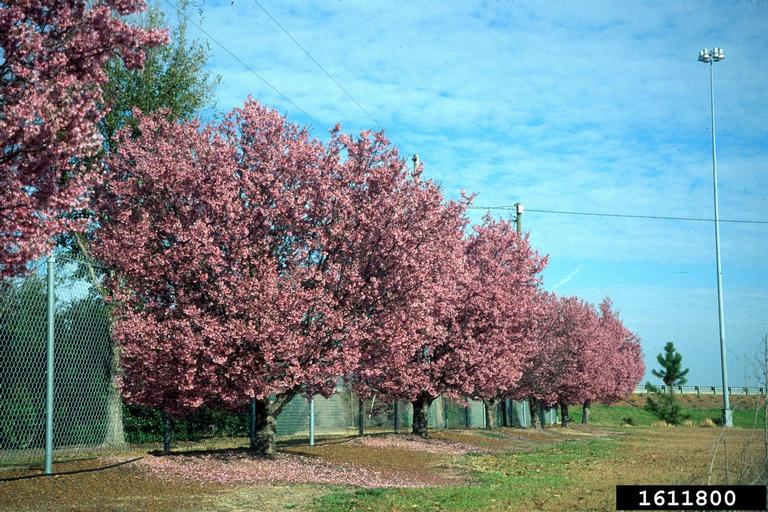 Okame cherry (Prunus x incamp)
