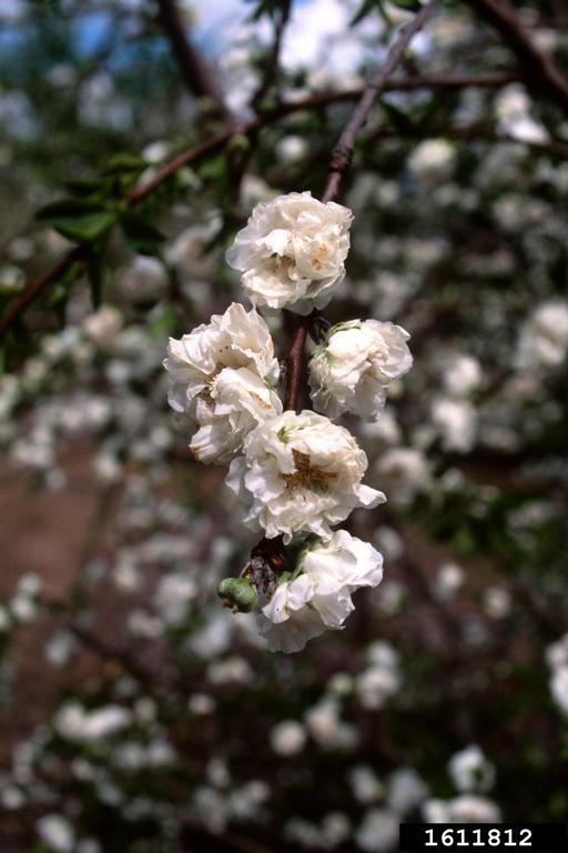 peach (Prunus persica (L.) Batsch)