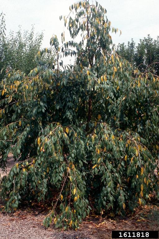 peach (Prunus persica)