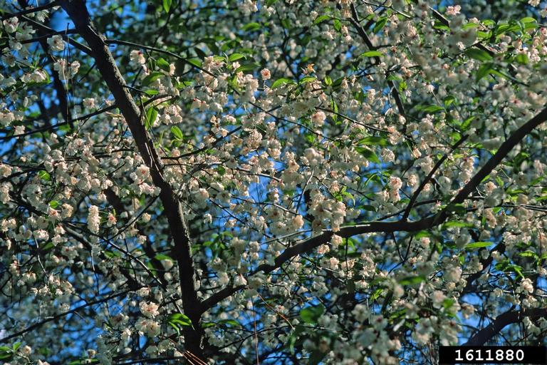 plum/cherry (Genus Prunus L.)