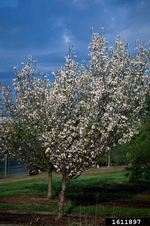 plum/cherry (Genus Prunus L.)