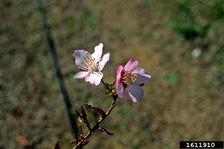 plum/cherry (Genus Prunus)