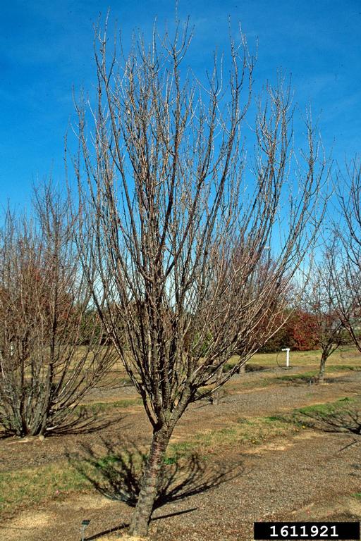 plum/cherry (Genus Prunus L.)