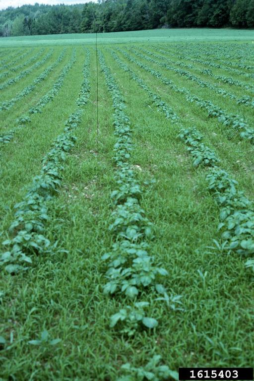 barnyardgrass (Echinochloa crus-galli)