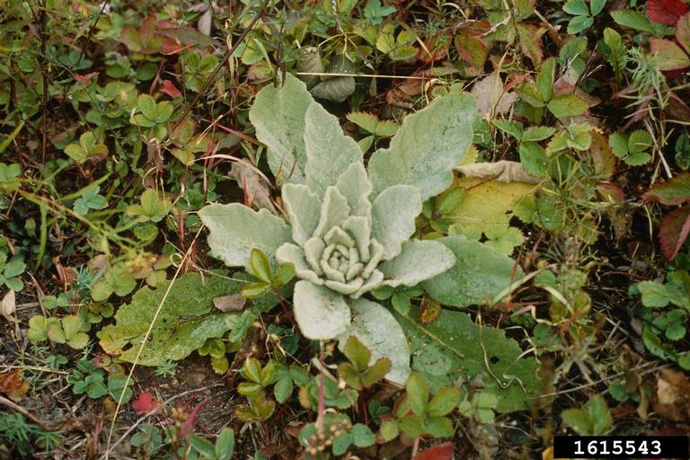 common mullein (Verbascum thapsus L.)