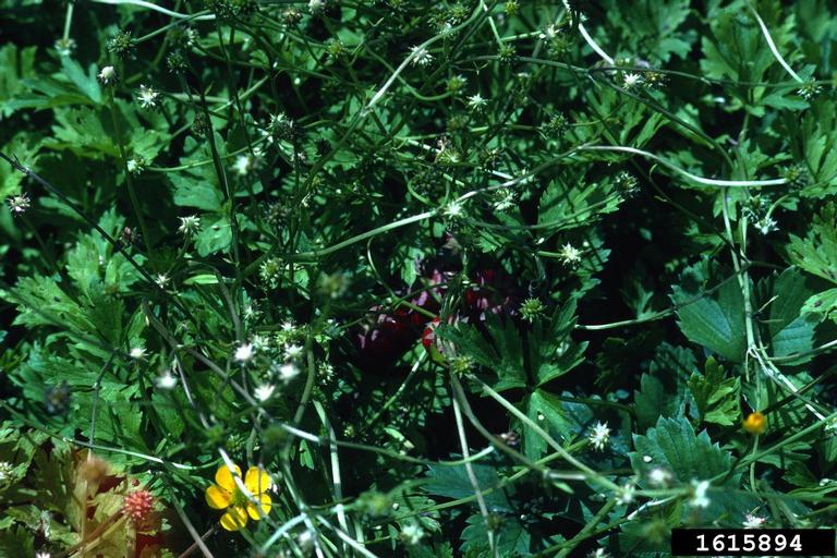 buttercup (Genus Ranunculus L.)