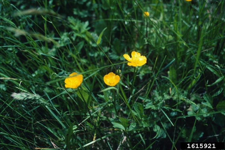 buttercup, Ranunculus spp. (Ranunculales: Ranunculaceae) - 1615921