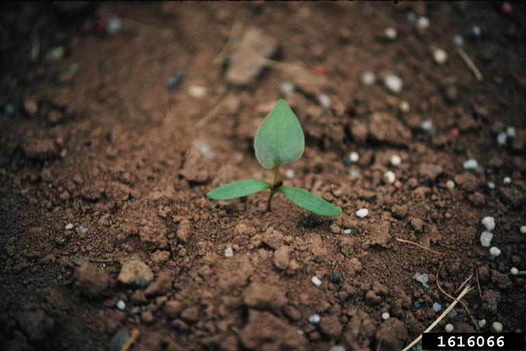 wild buckwheat (Fallopia convolvulus L.)