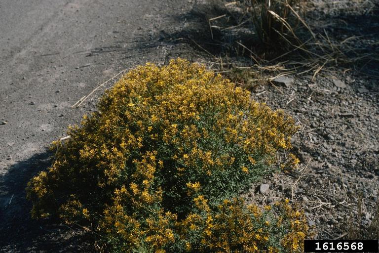 tansy ragwort (Jacobaea vulgaris Gaertn.)