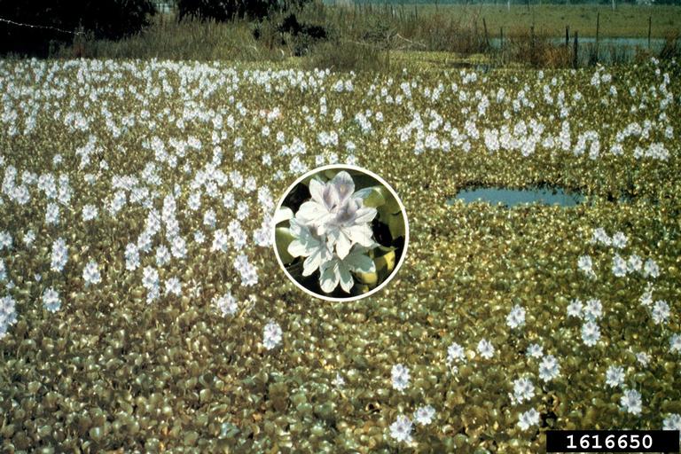 water hyacinth (Genus Eichhornia)