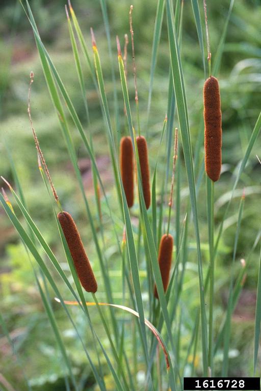 cattail (Genus Typha L.)