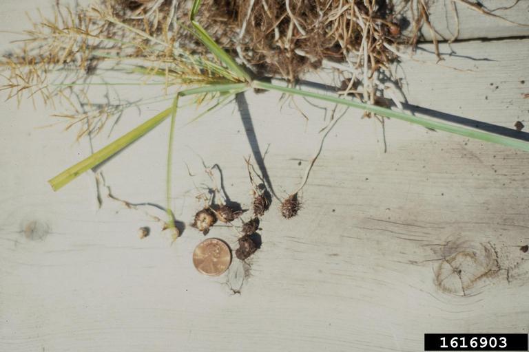 yellow nutsedge (Cyperus esculentus L.)