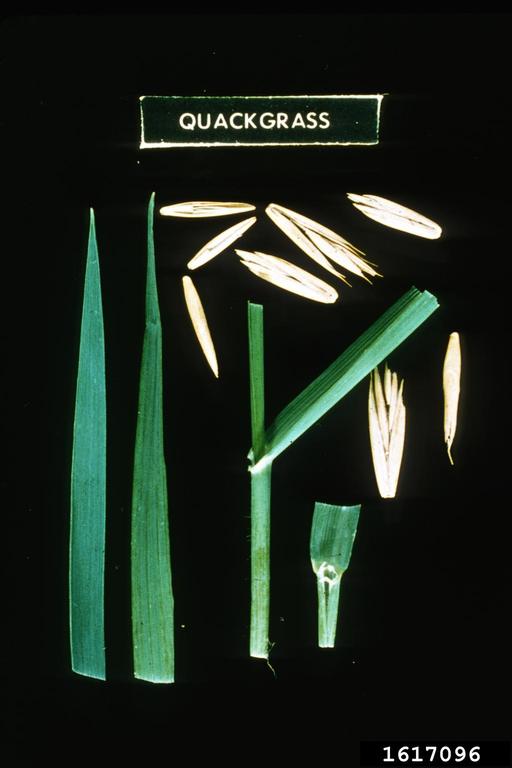 quackgrass (Elymus repens (L.) Gould)