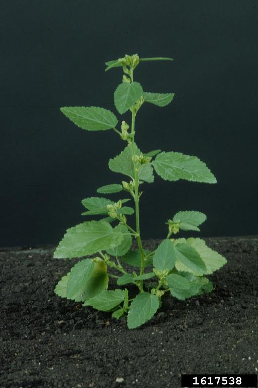 prickly sida (Sida spinosa L.)