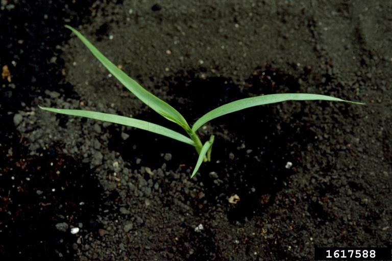 yellow foxtail (Setaria pumila)