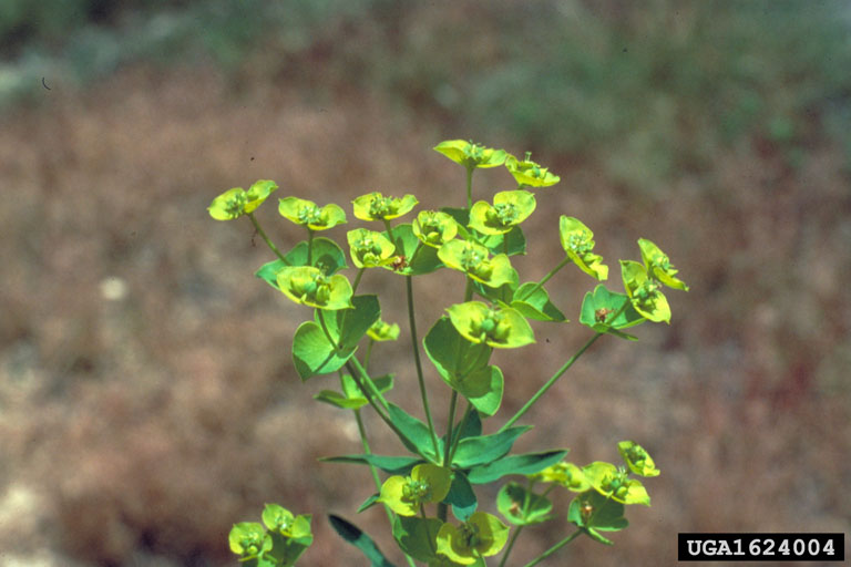 leafy spurge (Euphorbia virgata Waldst. & Kit.)