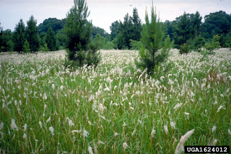 cogongrass (Imperata cylindrica (L.) Beauv.)