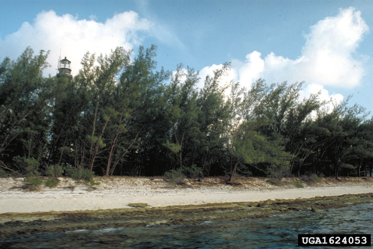 Australian-pine (Casuarina equisetifolia)