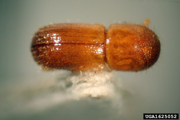 ambrosia beetle (Xyleborus perforans)