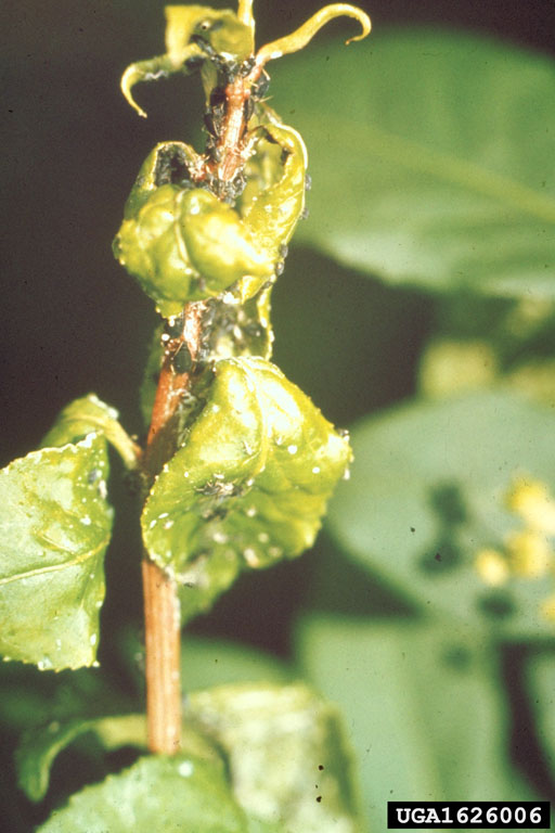aphids (Family Aphididae)