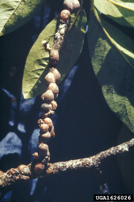 magnolia scale (Neolecanium cornuparvum)