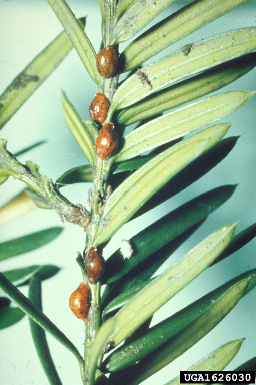 fletcher scale (Parthenolecanium fletcheri)