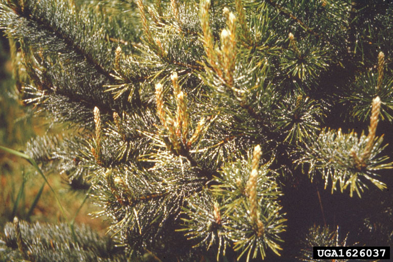 pine needle scale (Chionaspis pinifoliae (Fitch))