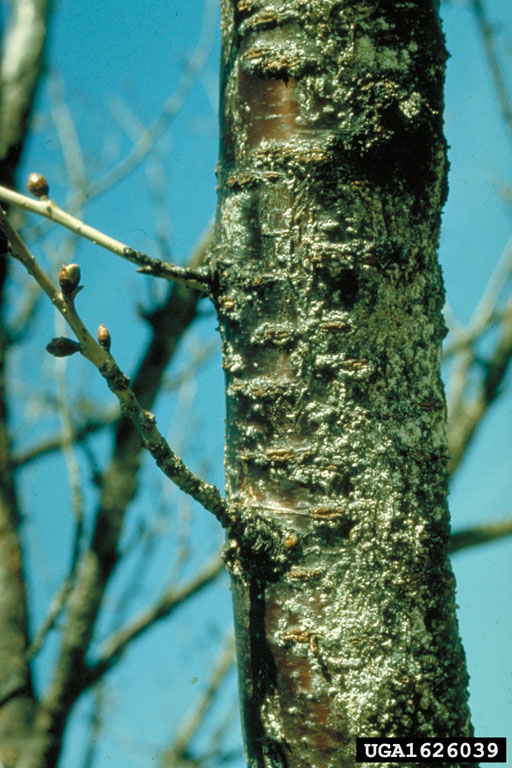 white peach scale (Pseudaulacaspis pentagona (Targioni Tozzetti))