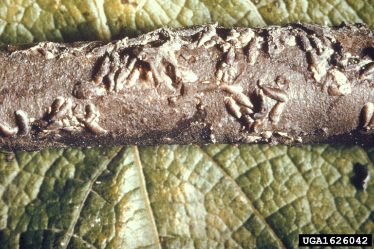 oystershell scale (Lepidosaphes ulmi)