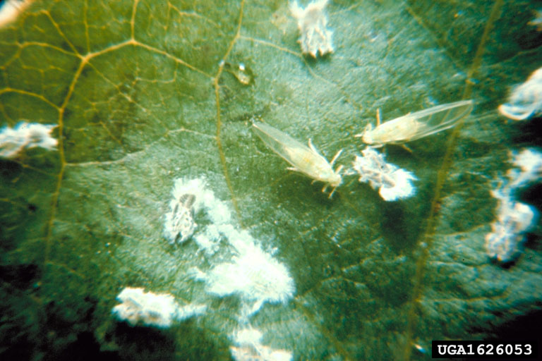 psyllids (Family Psyllidae)