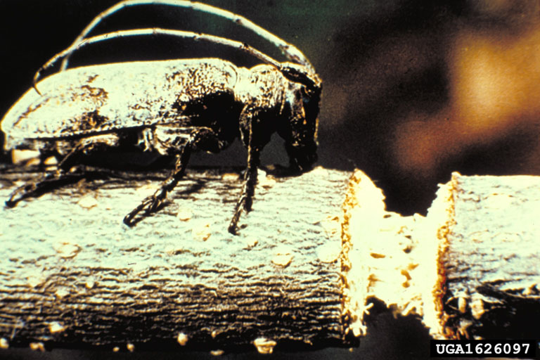 twig girdler (Oncideres cingulata (Say, 1826))