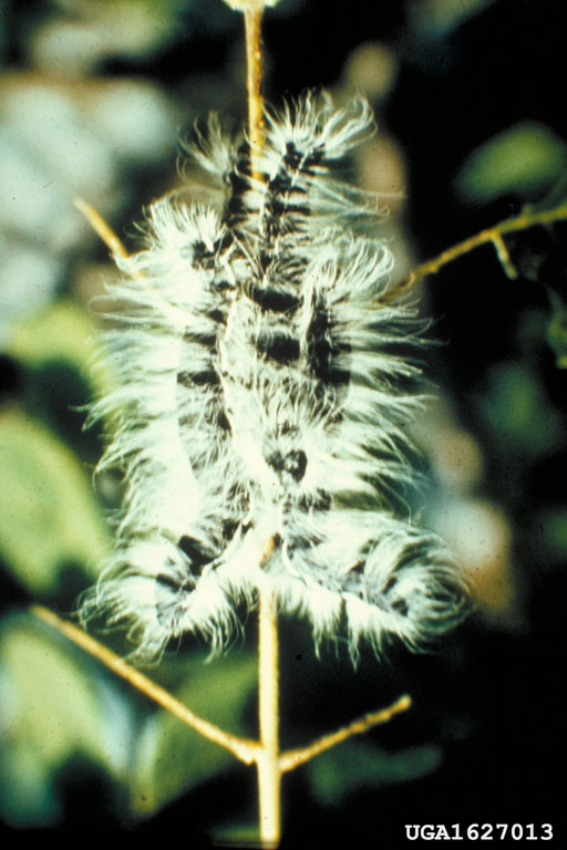 walnut caterpillar (Datana integerrima Grote & Robinson)