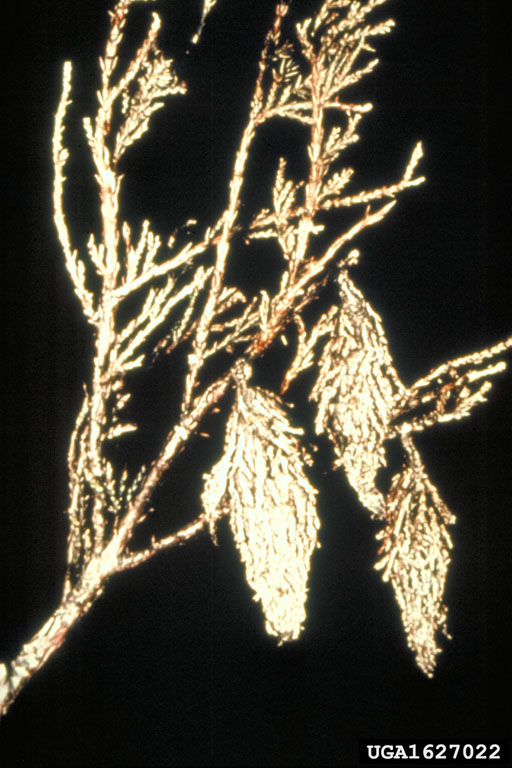 evergreen bagworm (Thyridopteryx ephemeraeformis)