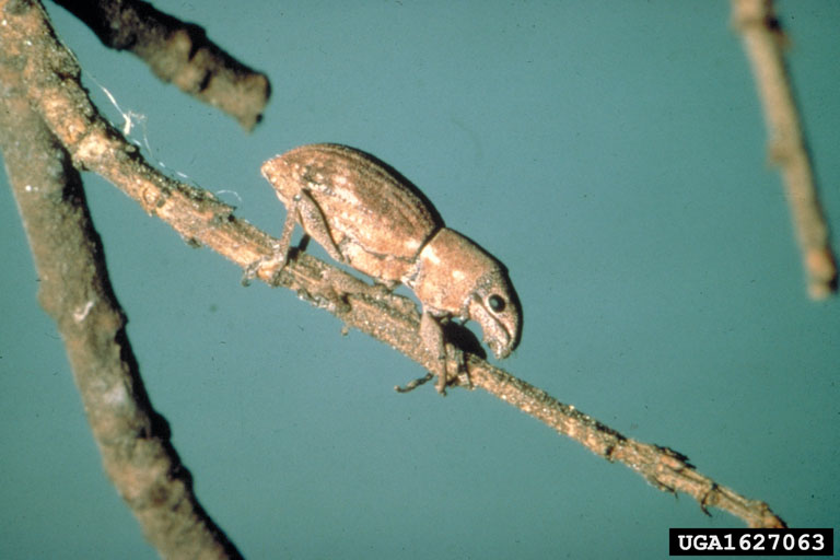 Fuller rose beetle (Pantomorus cervinus (Boheman, 1840))
