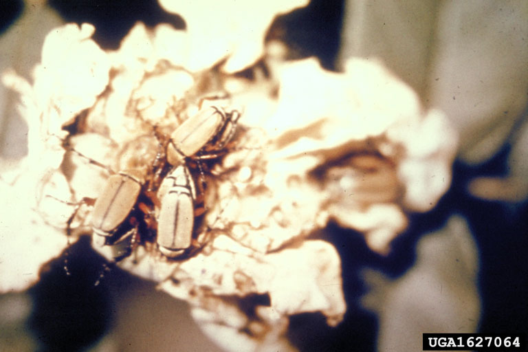 rose chafer (Macrodactylus subspinosus (Fabricius, 1775))