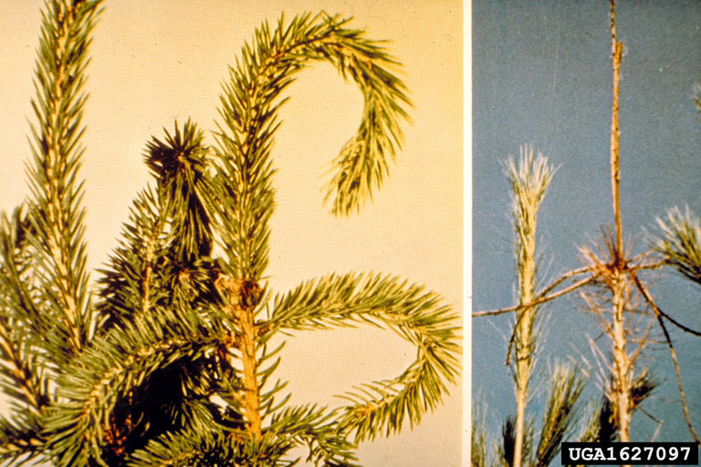 white pine weevil (Pissodes strobi (Peck, 1817))