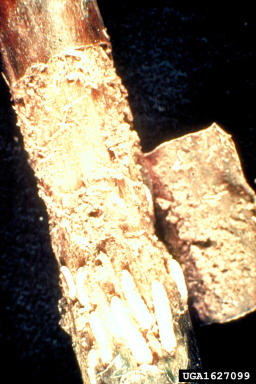 white pine weevil, Pissodes strobi (Coleoptera: Curculionidae) - 1627099