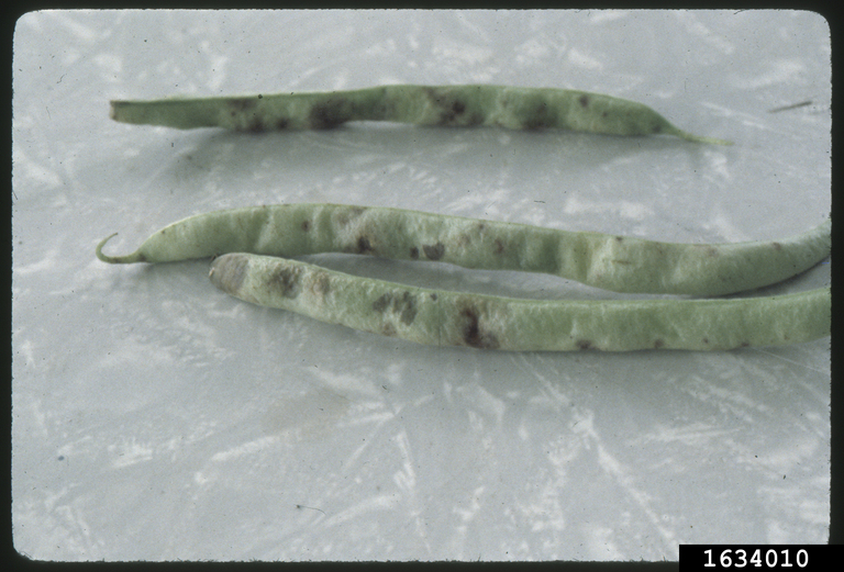 Common bacterial blight of beans, fuscous blight (Xanthomonas ...