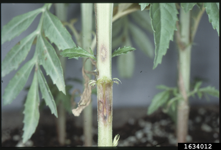 Alternaria black molds / stem cankers (Genus Alternaria Nees)
