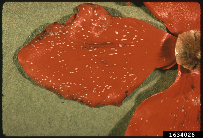 gray mold (Botrytis cinerea Pers.:Fr)