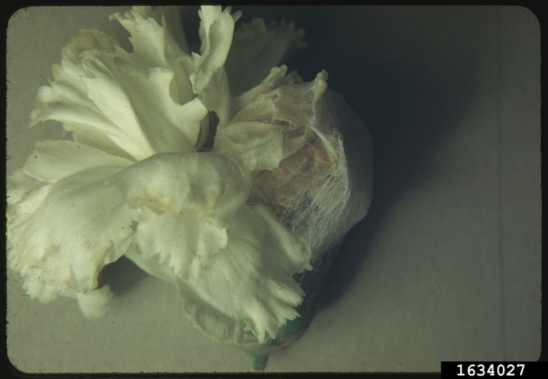 gray mold (Botrytis cinerea Pers.:Fr)