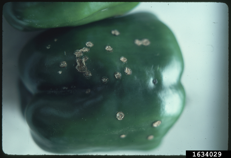 bacterial spot (Xanthomonas vesicatoria ) on pepper (Capsicum spp ...