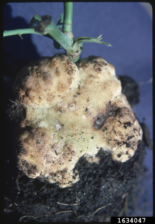 crown gall (Rhizobium radiobacter (Beijerinck and van Delden 1902 ...