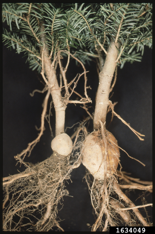 crown gall (Rhizobium radiobacter)
