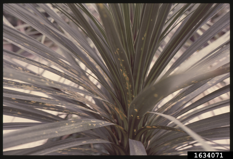 Phoma blight (Phoma draconis)