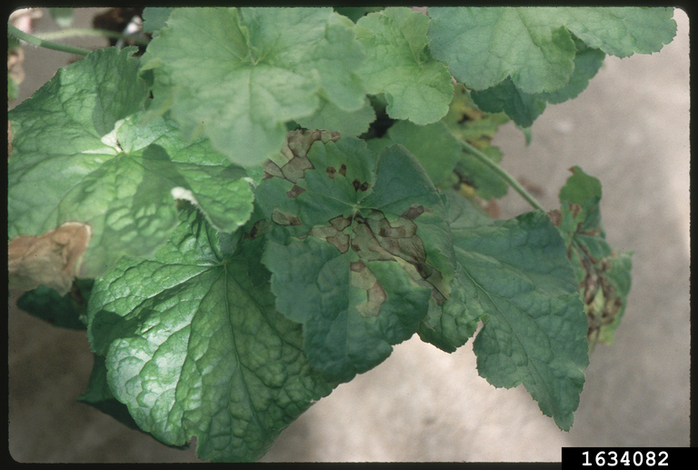 foliar nematodes (Genus Aphelenchoides Fischer, 1894)